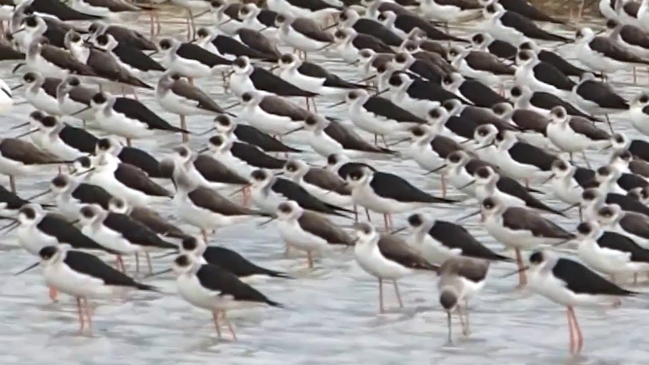 Wild birds flock on the lake - YouTube