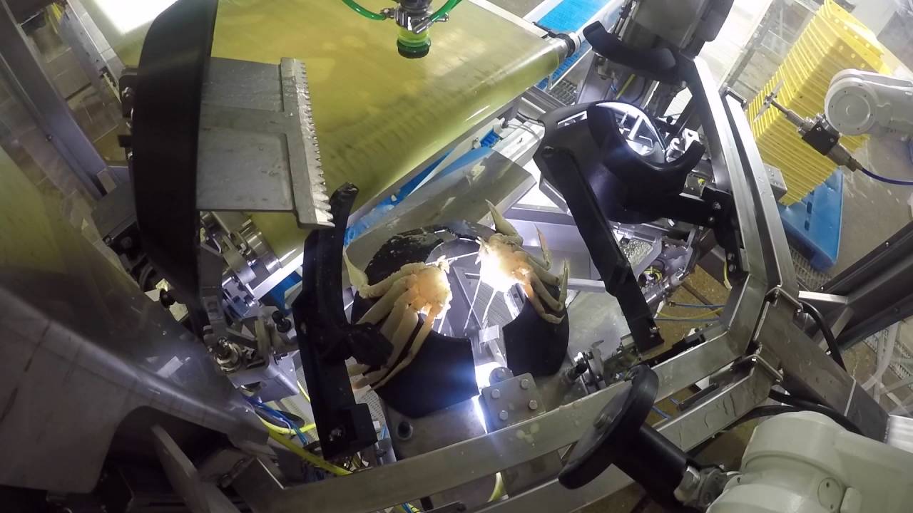Robotic Crab Butchering, May 2016 - YouTube