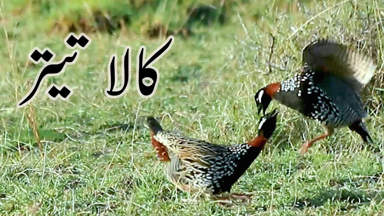 First Ever Rare Footage OF Black Francolin Fight | Wildlife ...