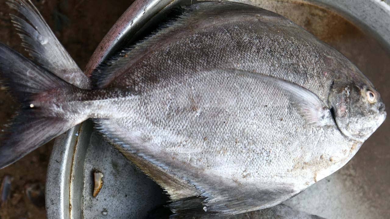 Big Fresh Fish market|Indias biggest Fish market|big live fish - YouTube