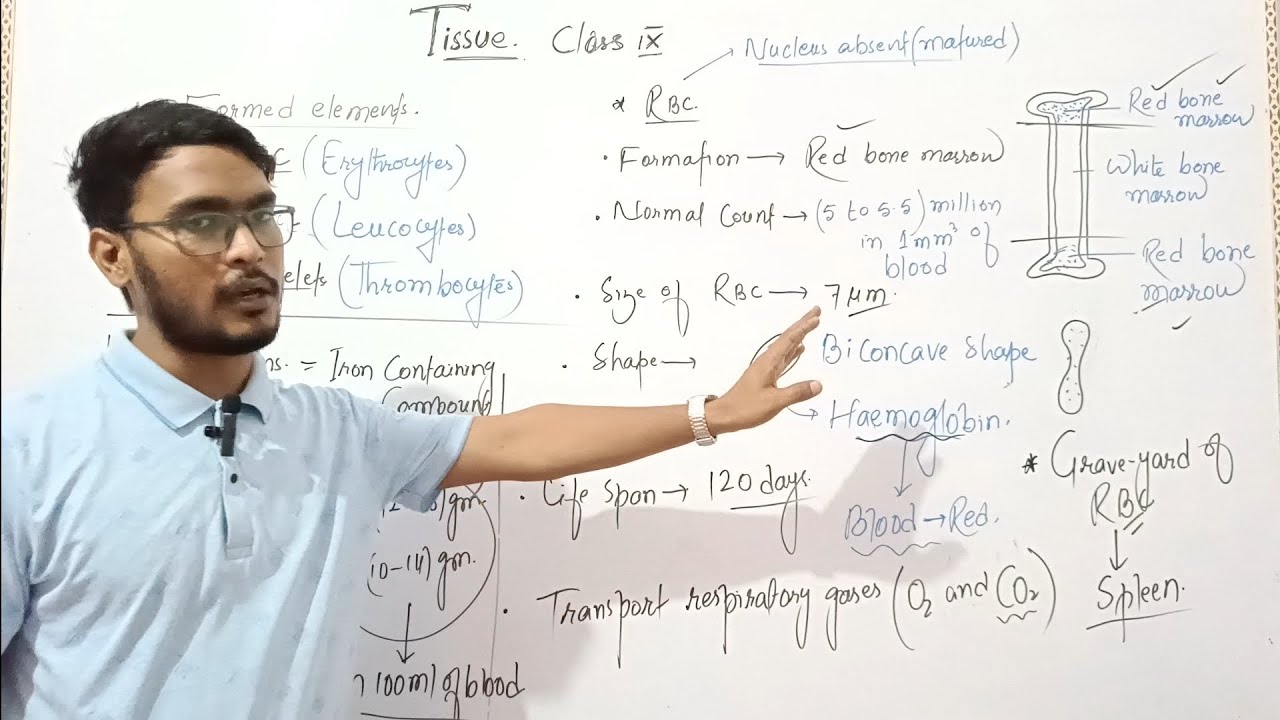 TISSUE,CLASS -9th ,NCERT.( ANIMAL TISSUE , CONNECTIVE TISSUES) BLOOD ...