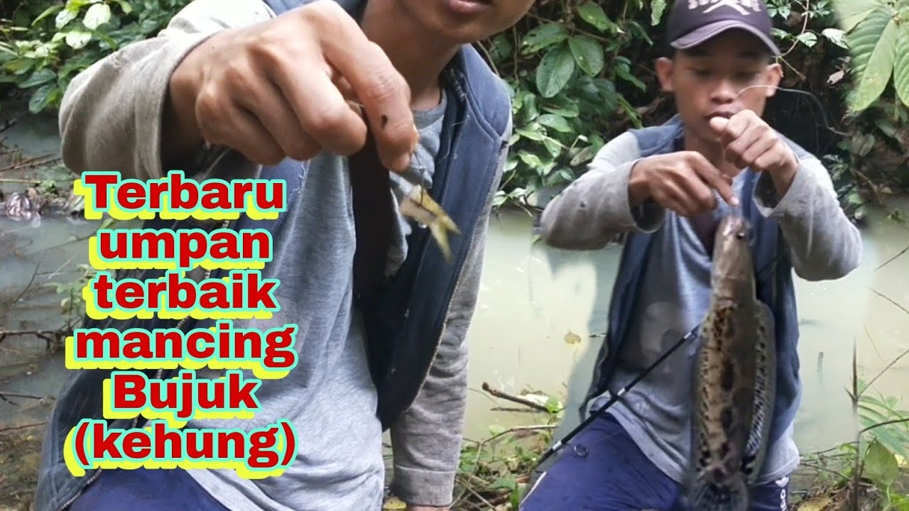 Casting ikan Gabus dan ikan Kehung(bujuk) - sambaran kehungnya ...