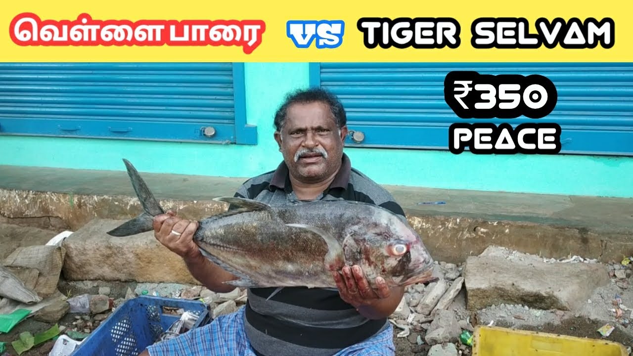 வெள்ளை பாரை அதிக லாபம் Tiger selvam fish cutting Thuckalay fish market ...