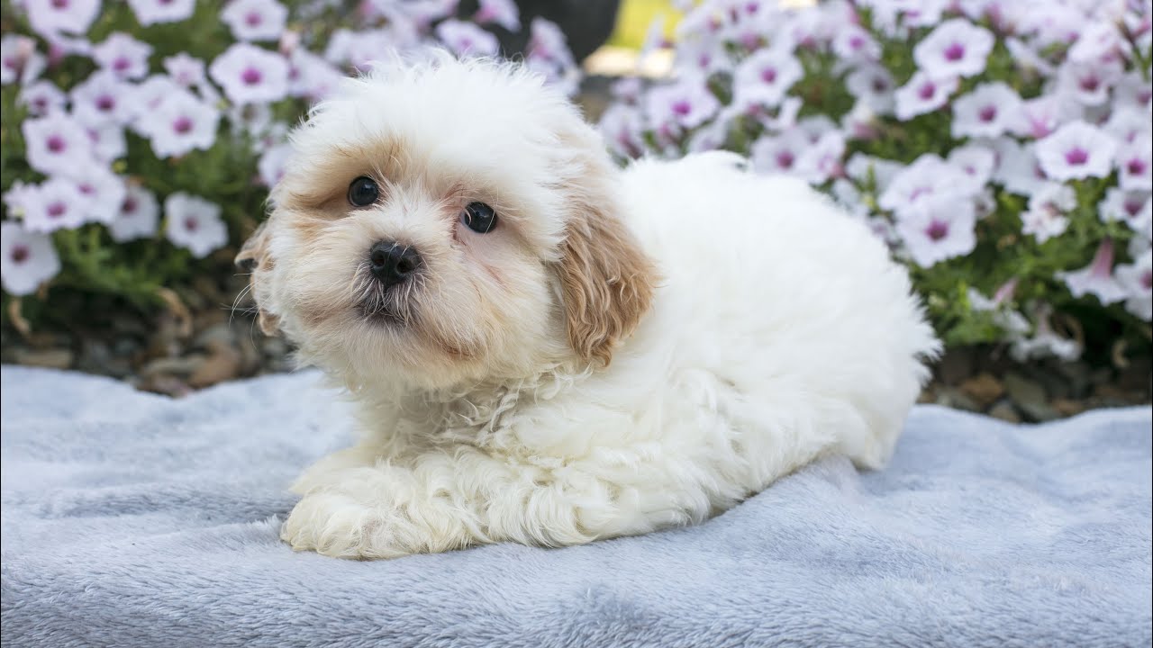 Stunning Shih Poo Puppies Located in Ohio! - YouTube