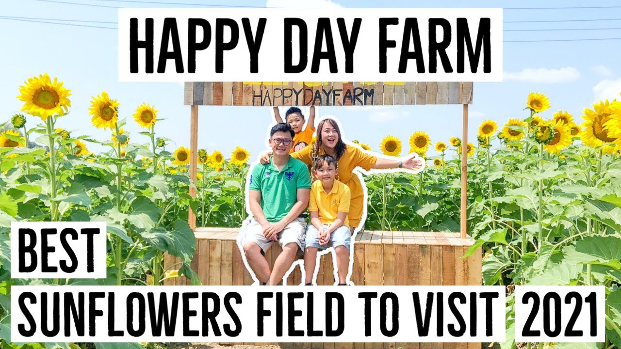 Best Sunflowers Field to Visit - Happy Day Farm ! - YouTube