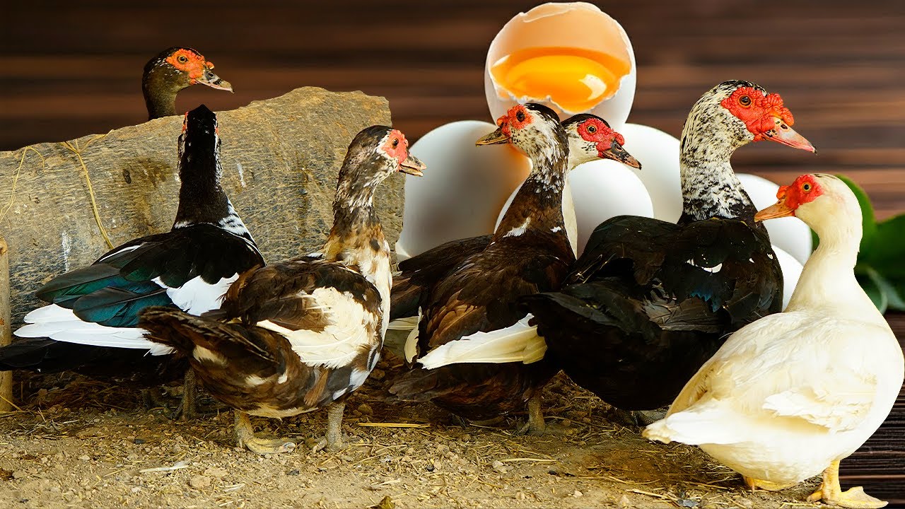 Boost Your Muscovy Duck Egg Quality: Expert Tips and Tricks - YouTube
