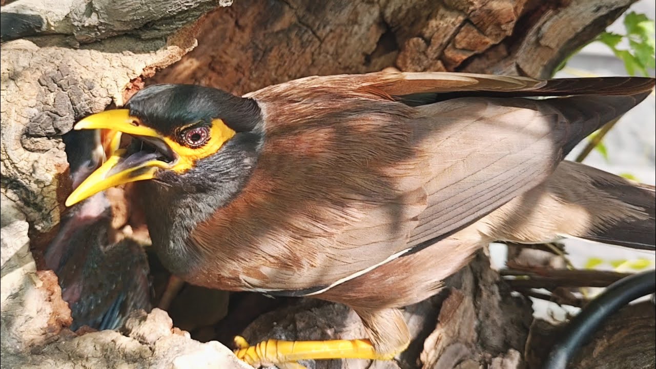 Parenting in the Wild: Common Myna Feeding Its Chick@BirdPlusAnimals ...