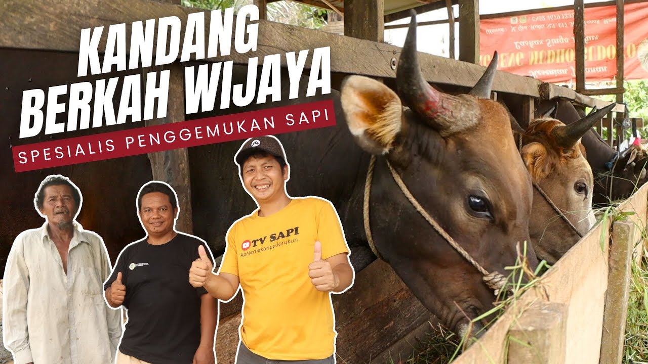 Juragan Sapi Tanah Merah Samarinda | Kandang Berkah Jaya - YouTube