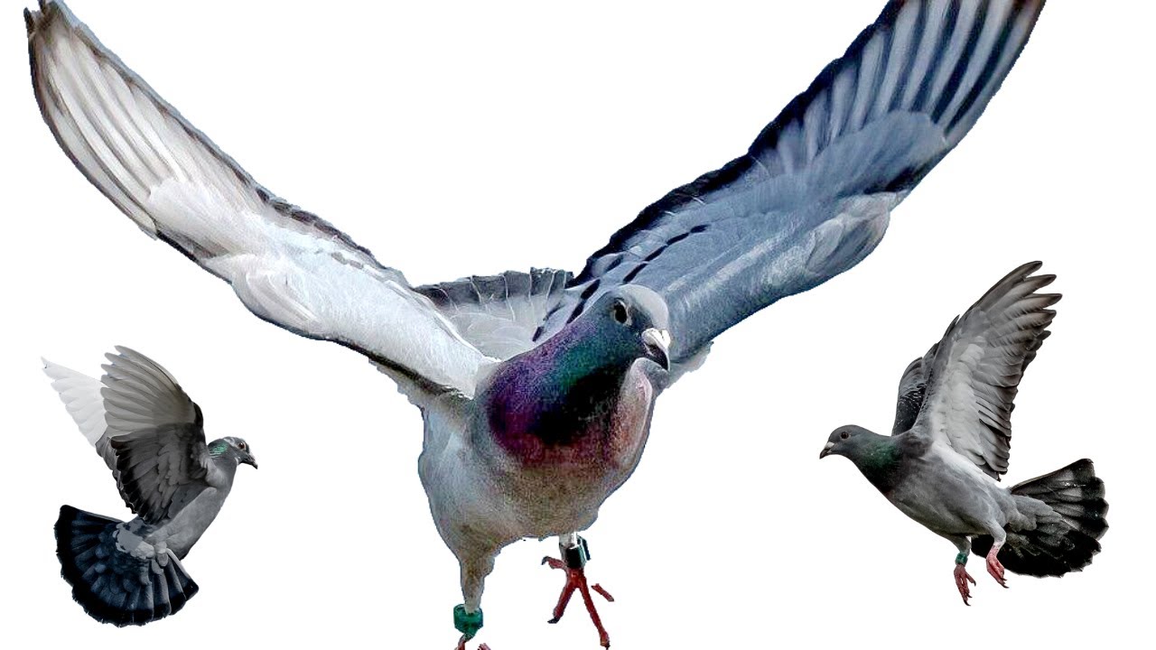 The ultimate guide to determining the fitness of your racing pigeon ...