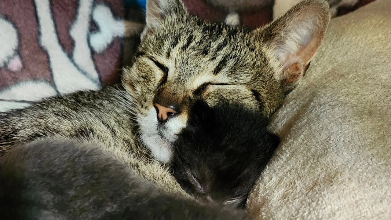 Sophie's Foster Kitten Setup! - YouTube