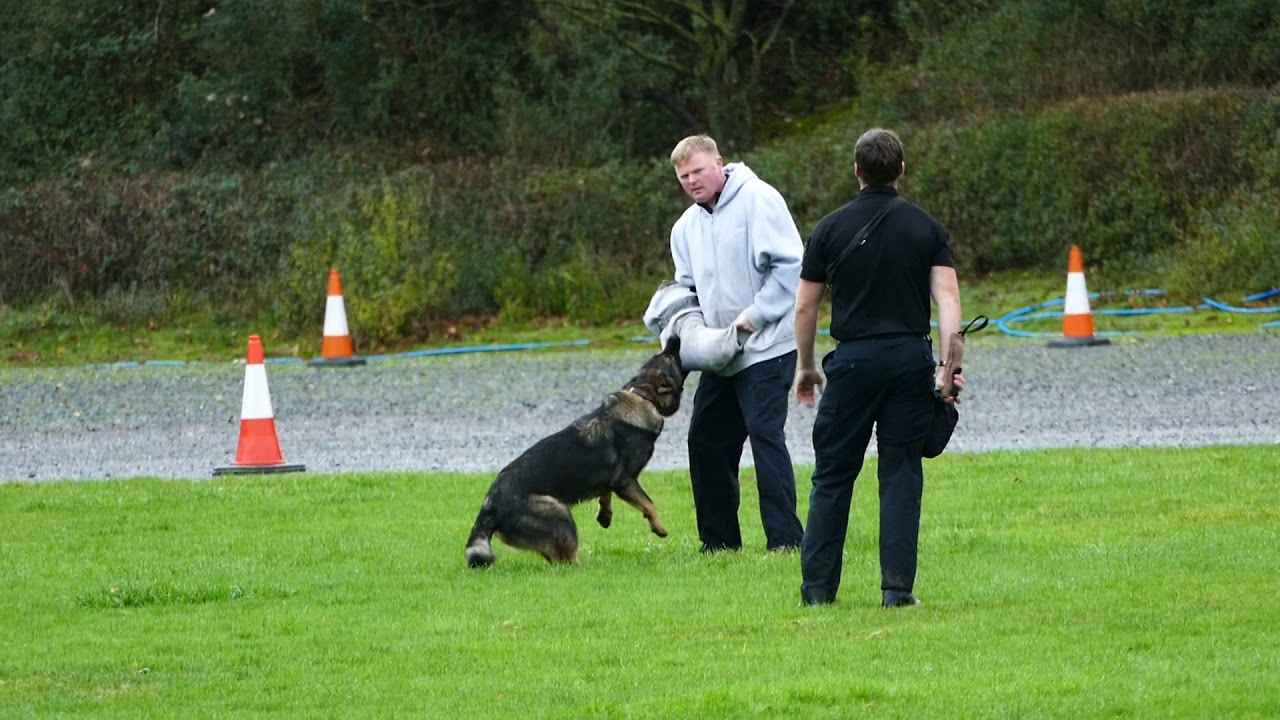 The Chase and Detain with PD Fozzy - YouTube