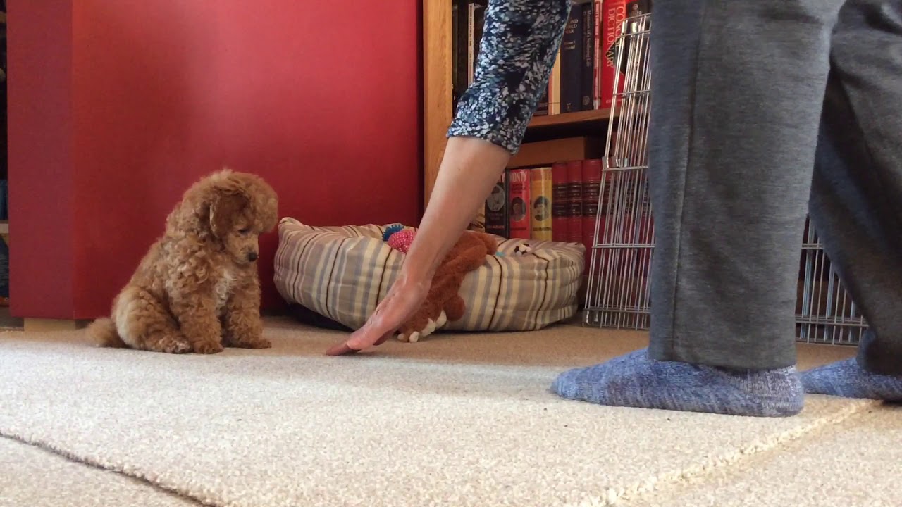 Training 9 weeks old toy poodle - YouTube