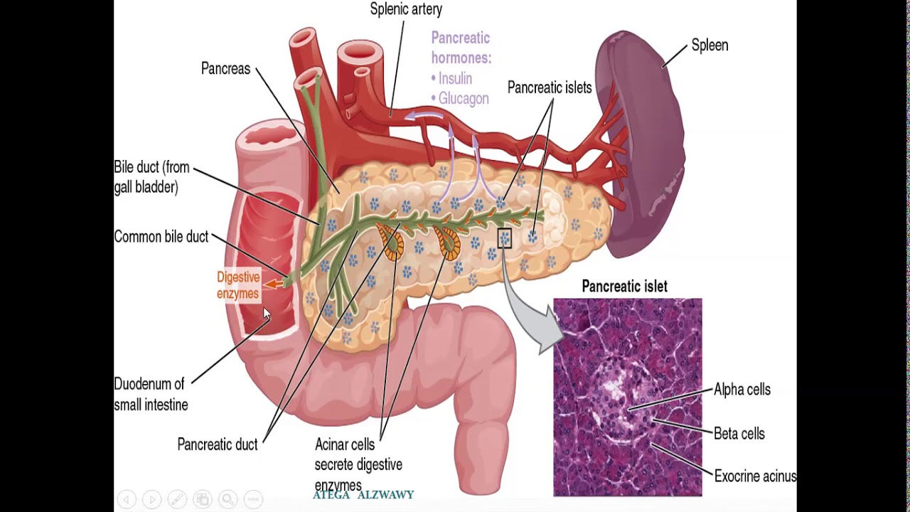 Pancreas Part II compressed - YouTube