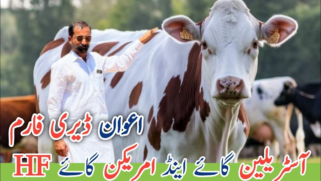 AWAN Dairy Farm | Red Friesian cross cows | HF Cows | Friesian cross ...