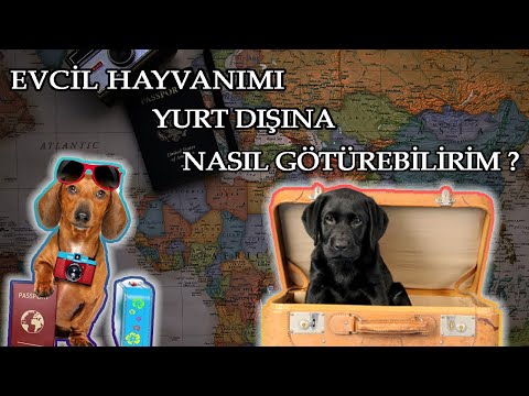 Evcil Hayvanımı Yurtdışına Nasıl Götürebilirim ? PET PASAPORT NEDİR ?