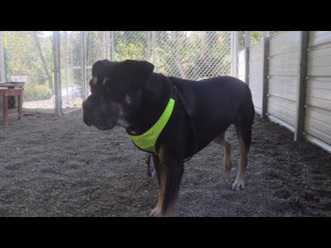 AWSOM Animal of the Week Finn - YouTube