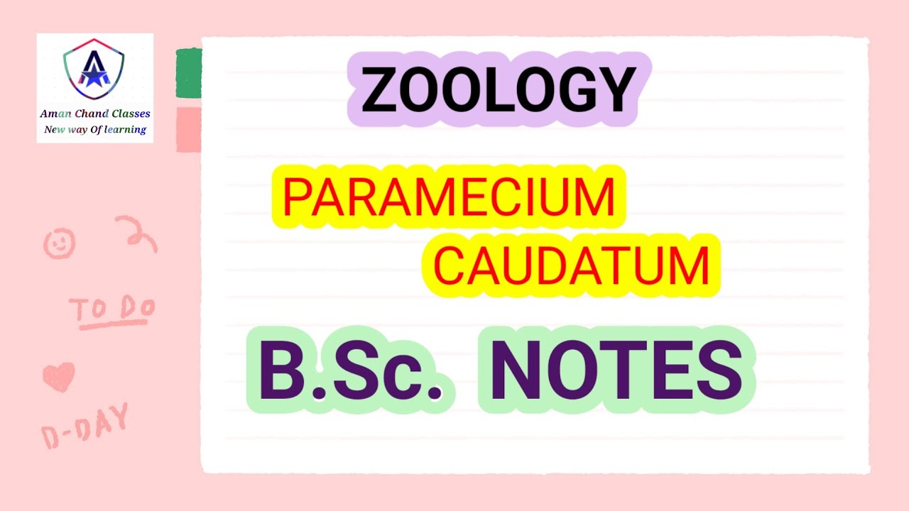 Bsc zoology Notes Paramecium Caudatum #bsc #paramecium #notes #ccsu # ...