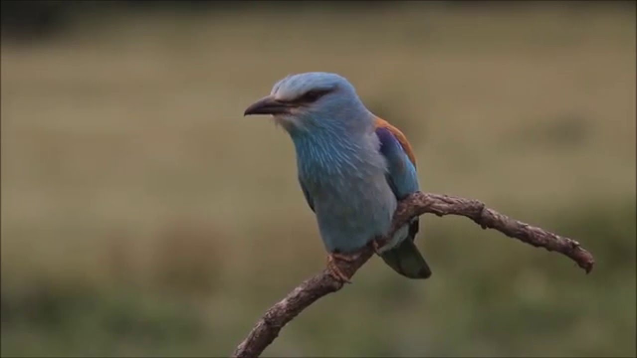 Rollier - European Roller in Hungary - YouTube