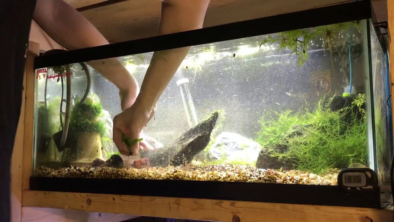 Aquascaping my Wild Molly Tank - YouTube