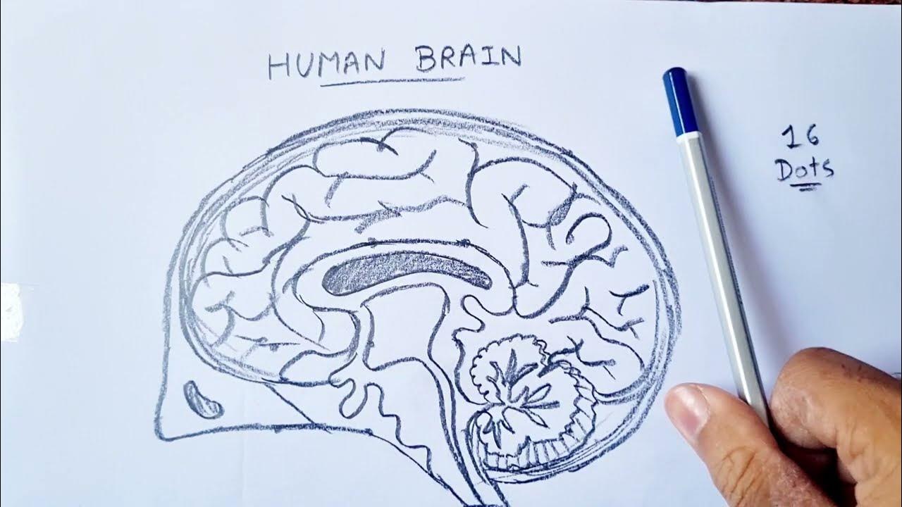 How to draw human brain diagram - YouTube