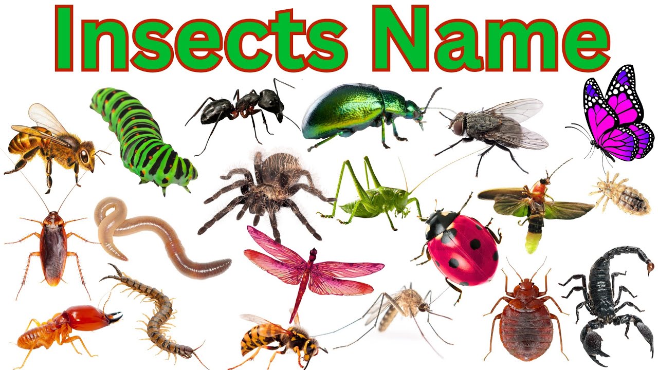 Learn Insects Names in English & Hindi | Educational Video for Kids | Dev Study Park - YouTube