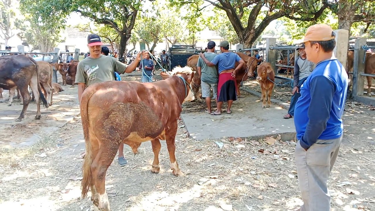 Gak Laku‼️update harga sapi pagi ini || pasar sapi gringging kediri ...