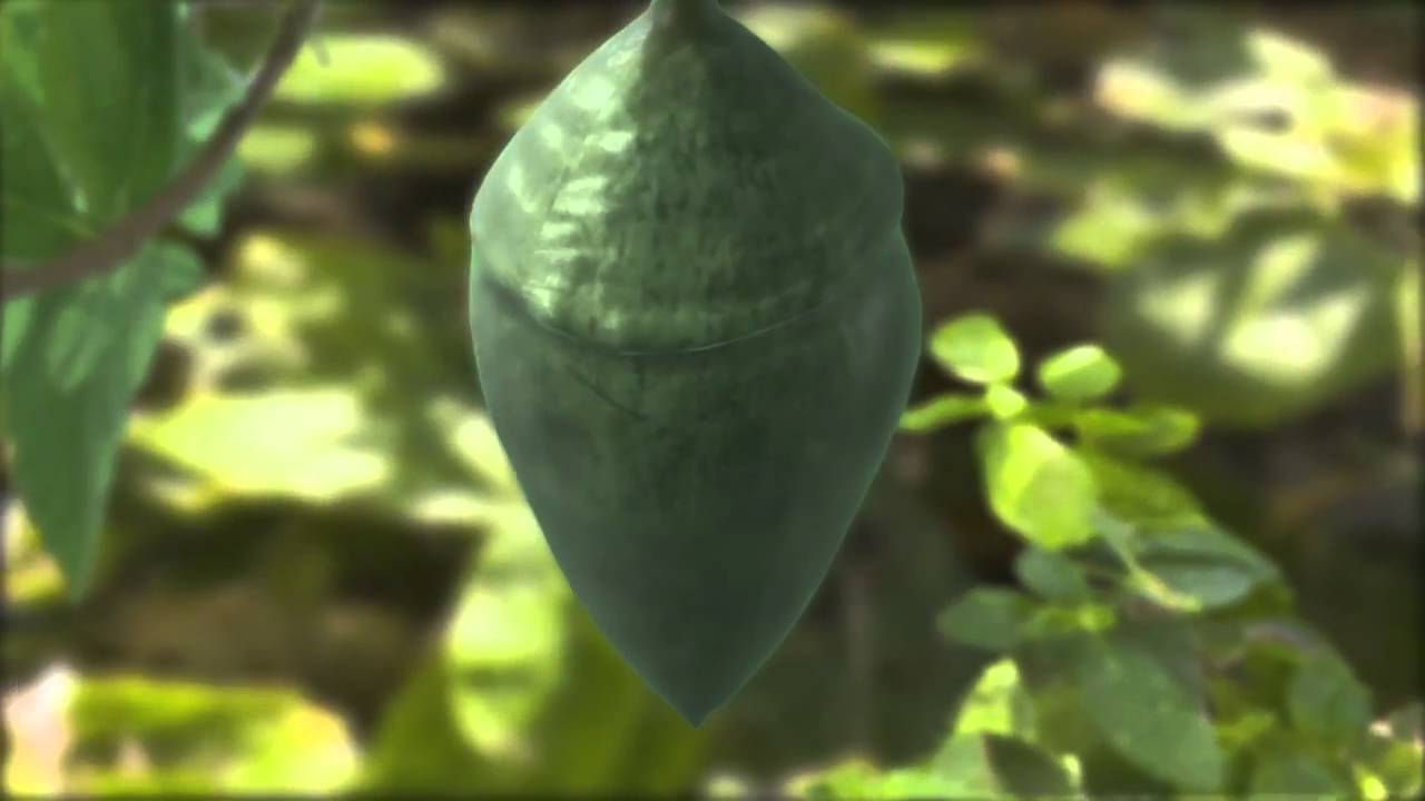 Metamorphosis Preview 03 Metamorphosis - YouTube