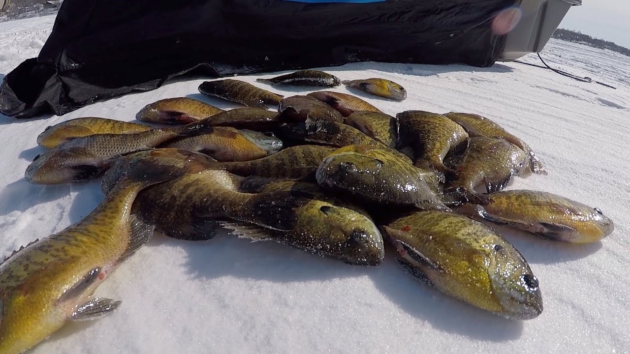 Mid Winter Tactics For Okoboji Bluegills! - YouTube