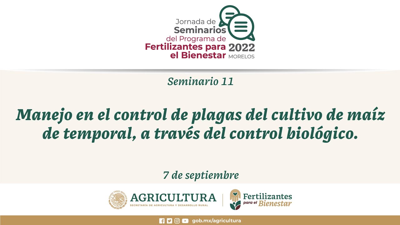 Mor-Sem11: "Manejo en el control de plagas del cultivo de maíz , a ...