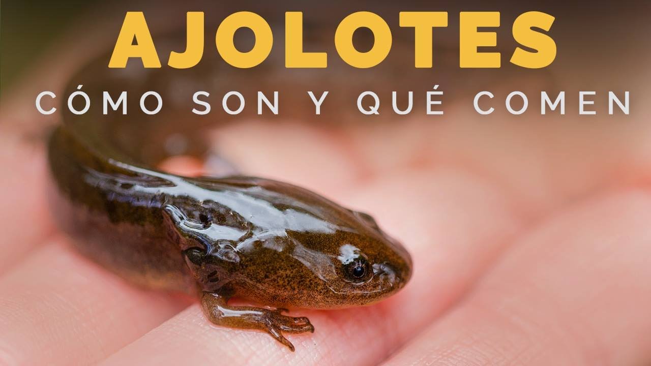 AJOLOTES Que Comen y Cómo Son - YouTube