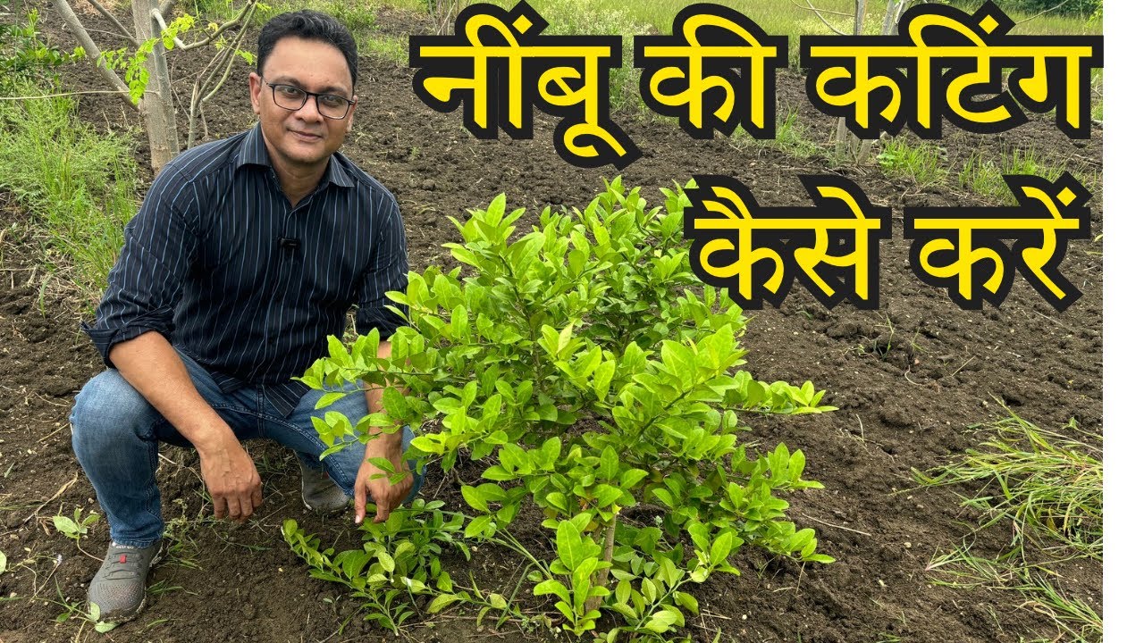 Nimbu ki cutting kaise karen | Nimbu ki cutting kab kare - YouTube