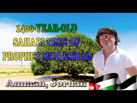 1400-YEAR-OLD SAHABI TREE OF PROPHET MUHAMMAD - YouTube