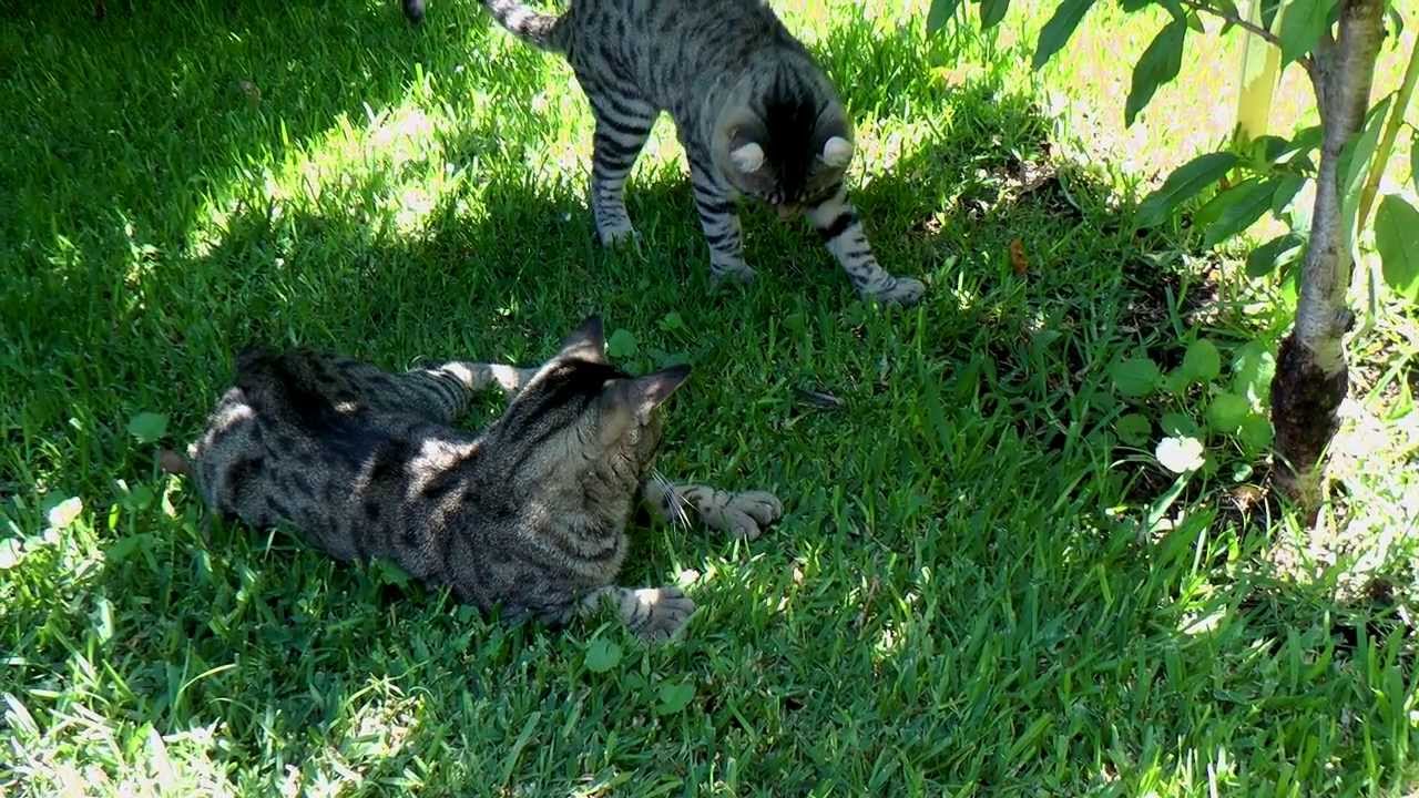 My cat Puma Loves to play with Bugs - YouTube