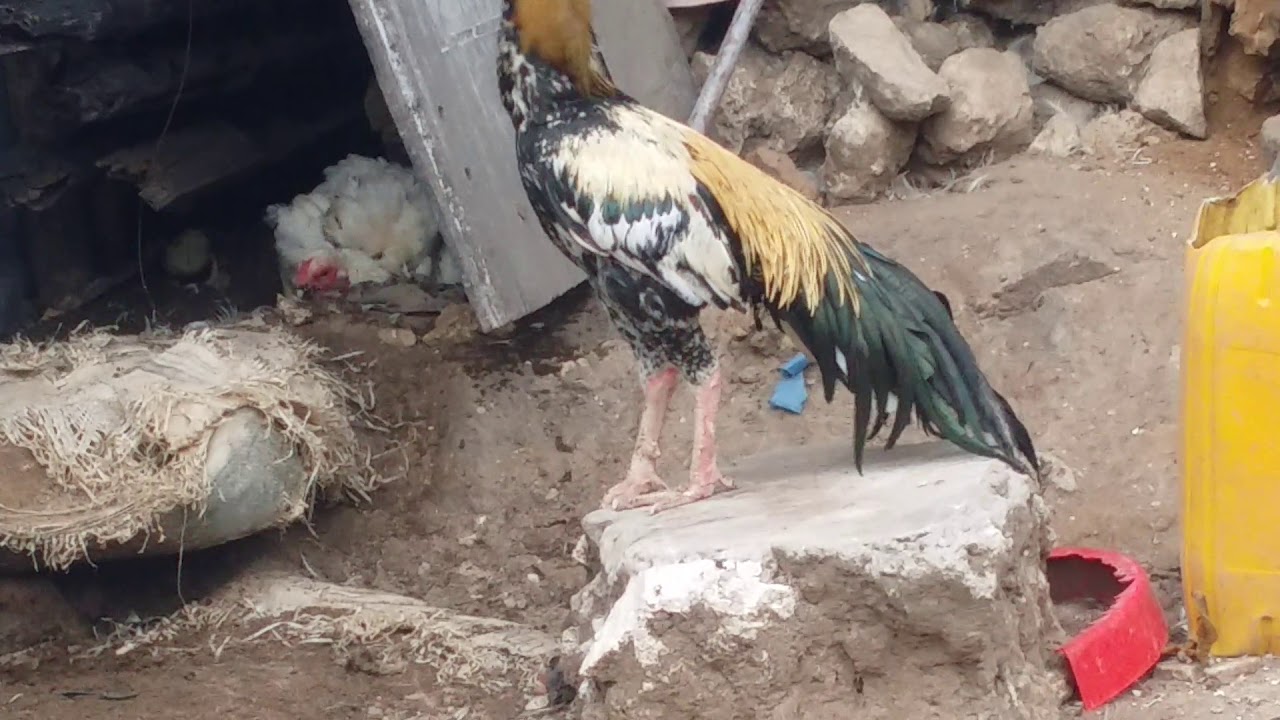 Aseel asil shamo home breed no.2 - YouTube