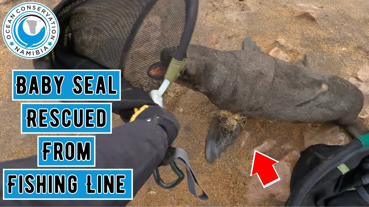 Baby Seal Rescued From Fishing Line - YouTube