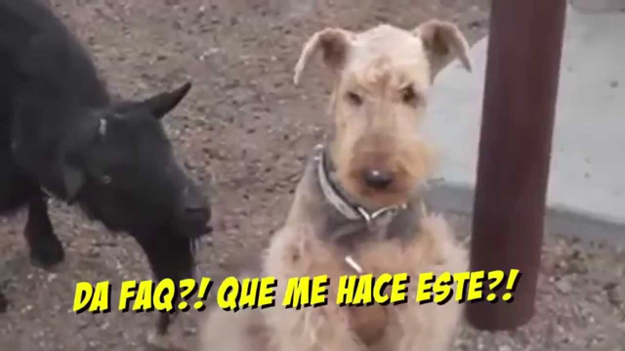 El Perro Volador! l what da faq show - YouTube
