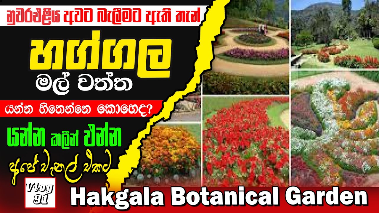 Haggala Botanical Garden I හක්ගල මල් වත්ත I WoW Journey in Sri Lanka I ...