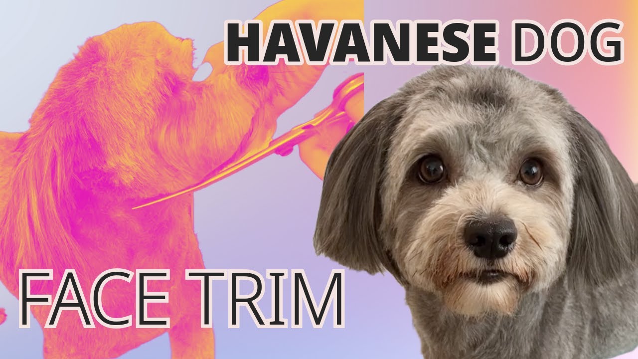 Easy Face Grooming | Havanese Dog - YouTube
