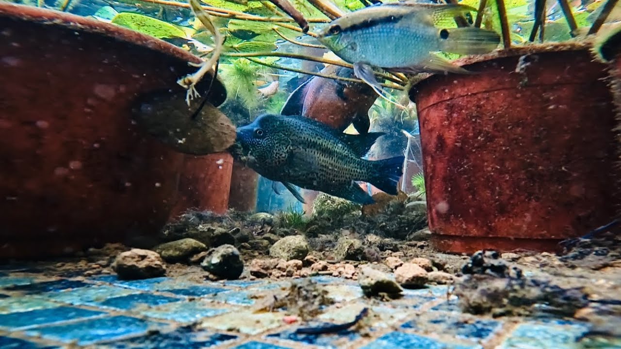 Dovii aka Wolf Cichlid dominating in Amazonian Pond - YouTube