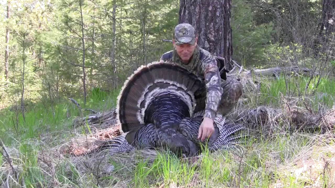 Turkey Hunting Spokane WA, # 52 The Strutting Hen - YouTube