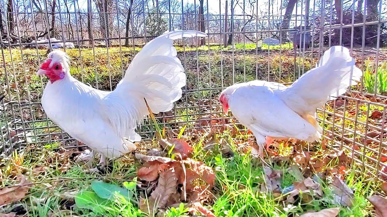 Pollitos del copeton blanco - YouTube