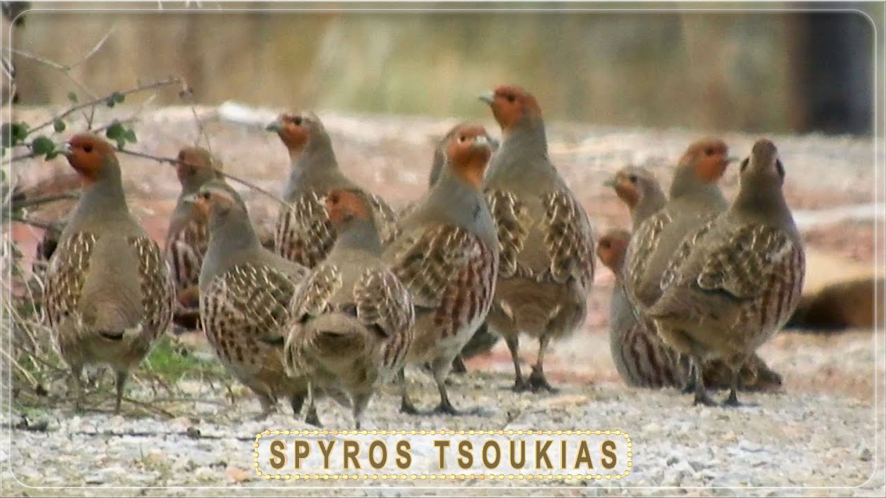 Πέρδικα - Πεδινές Πέρδικες Πολύ Μεγάλο Κοπάδι - Πέρδικα Φωνές - Grey ...