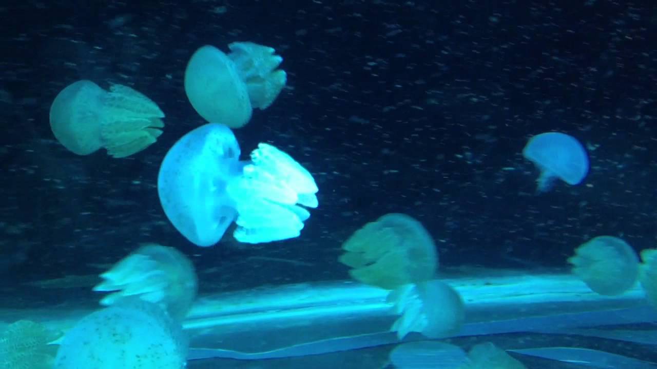 Color Changing Jellyfish - YouTube