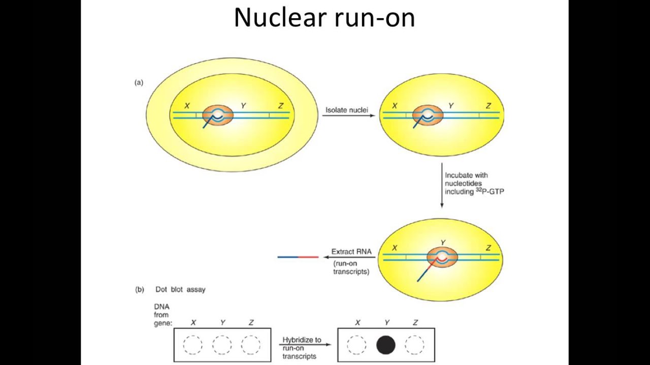nuclear run on assay - YouTube