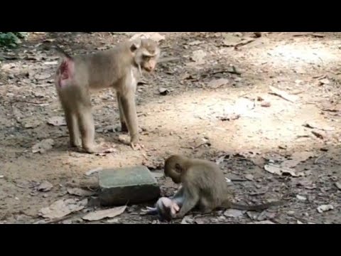 Small monkey take baby lee bee when mum go away.#monkeys#play #reels # ...