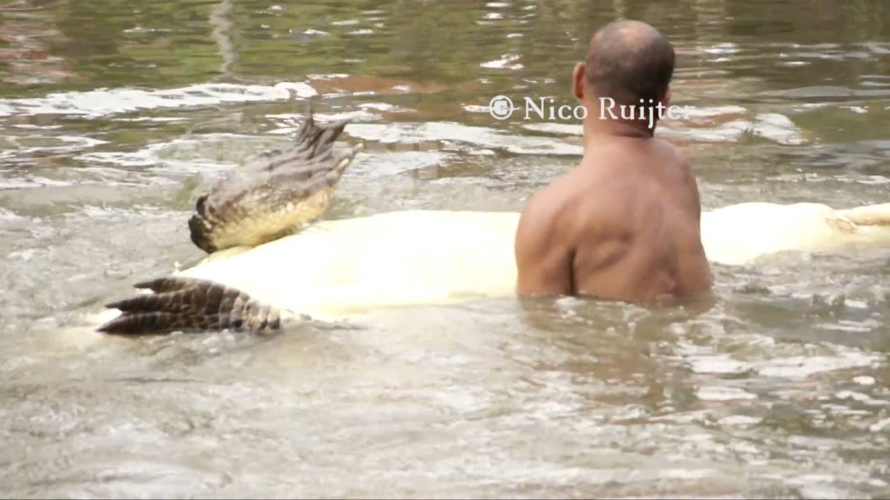 Costa Rica, Chito and Pocho The Famous Crocodile Man and his famous ...