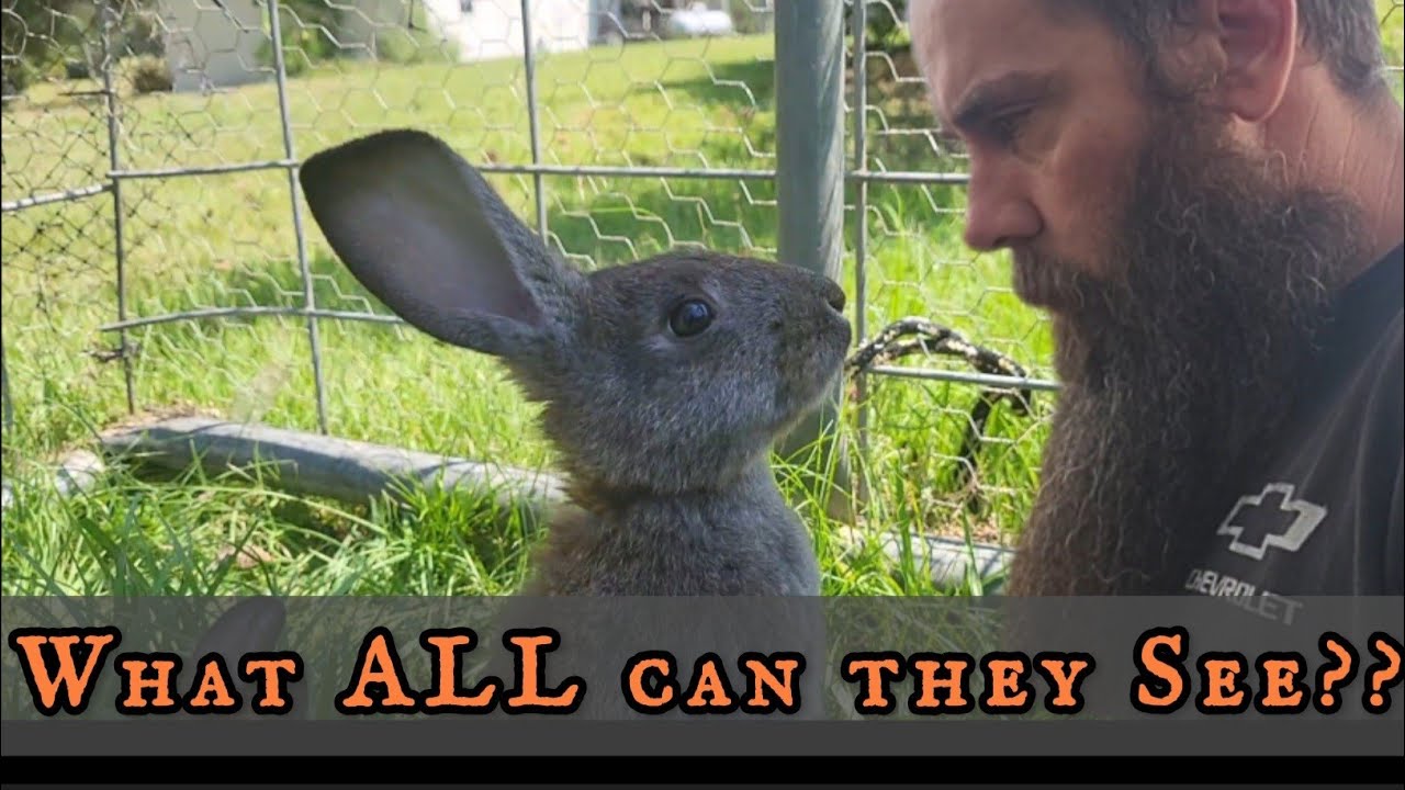 How Rabbits See the World (Extremely Unique Perception) - YouTube