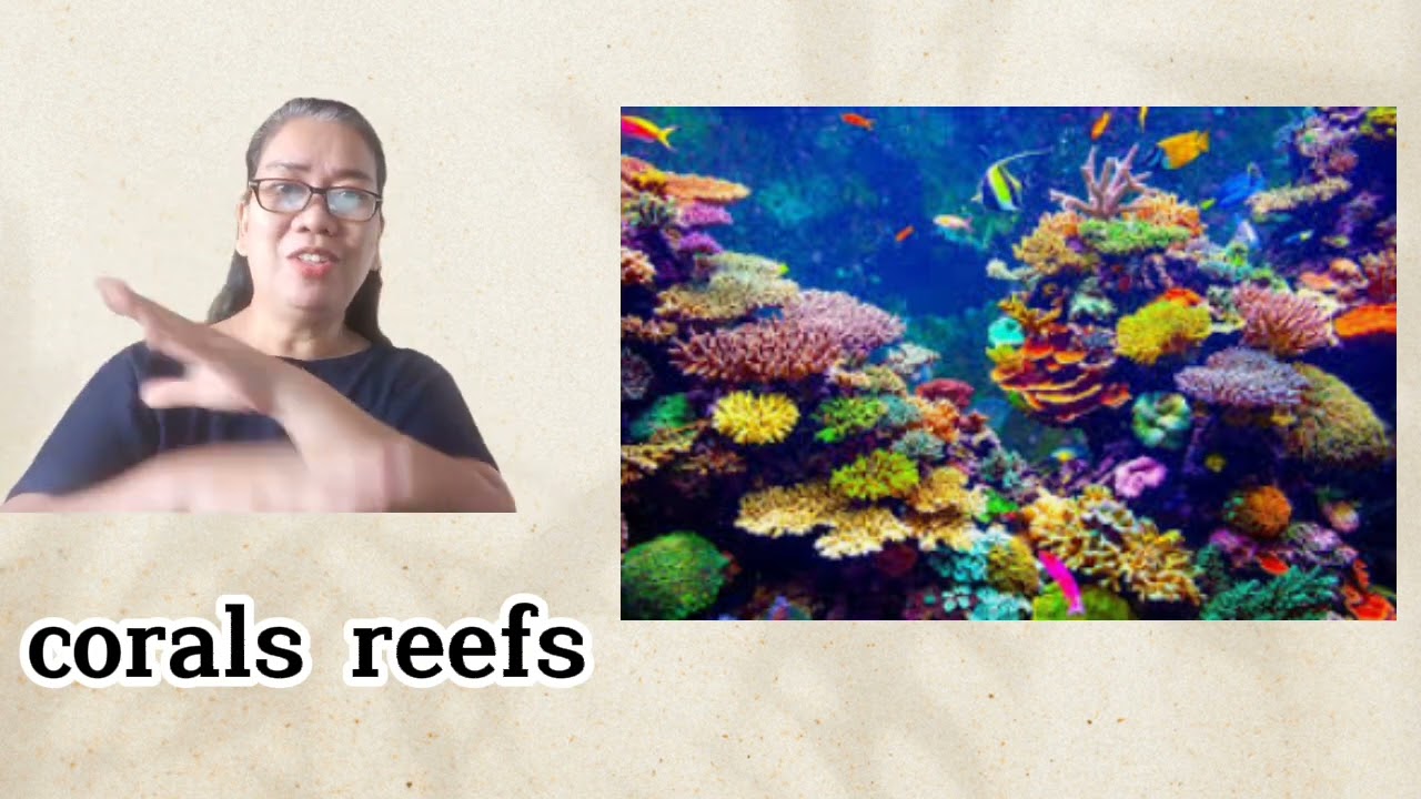 Tropical Rainforest,Mangrove Swamps, Coral Reefs in Sign Language - YouTube