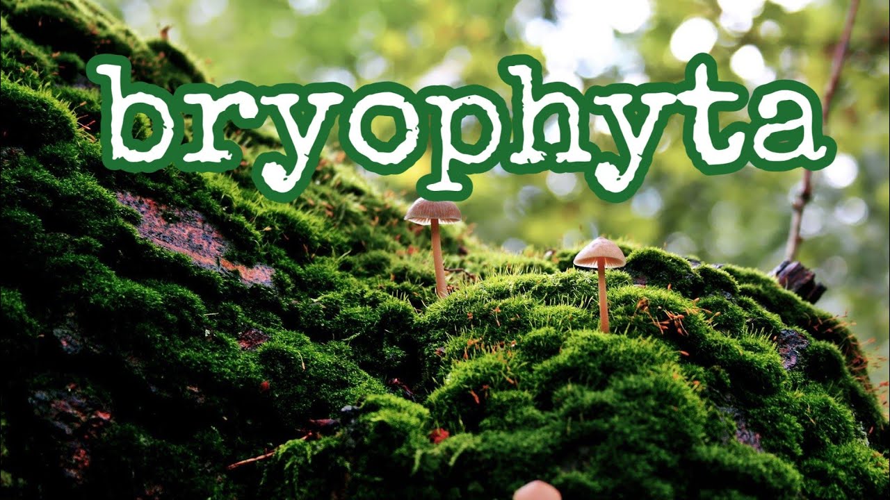 STD 9-science-classification of plants-division bryophyta. - YouTube