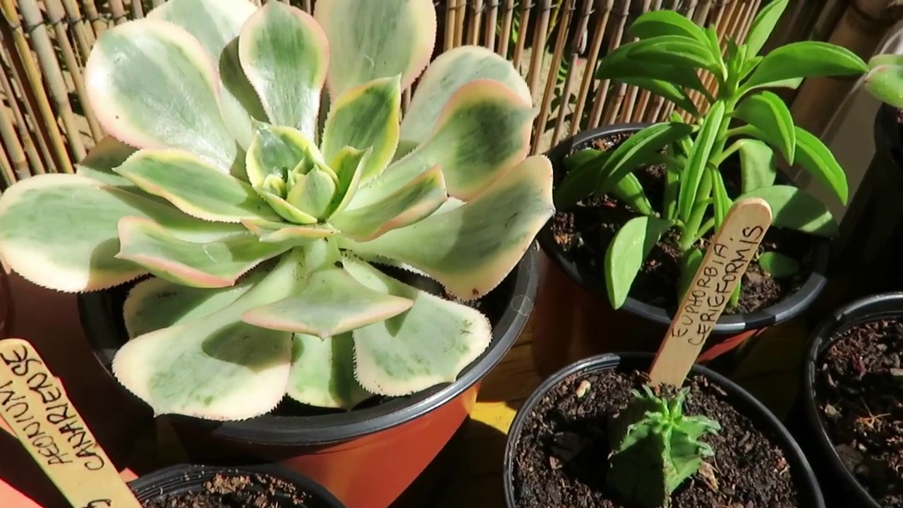 My Succulent Addiction - YouTube